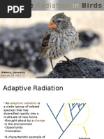 Classification of Class Aves | PDF | Birds | Feather