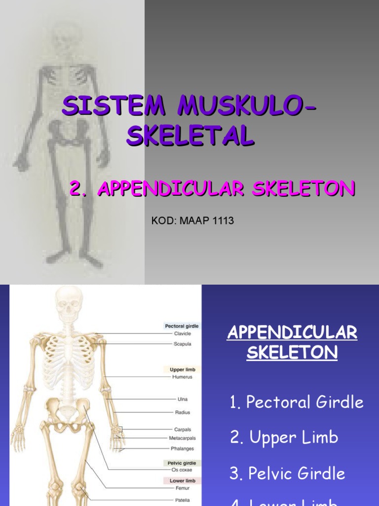 Anatomy of the Appendicular Skeleton | PDF | Science & Mathematics