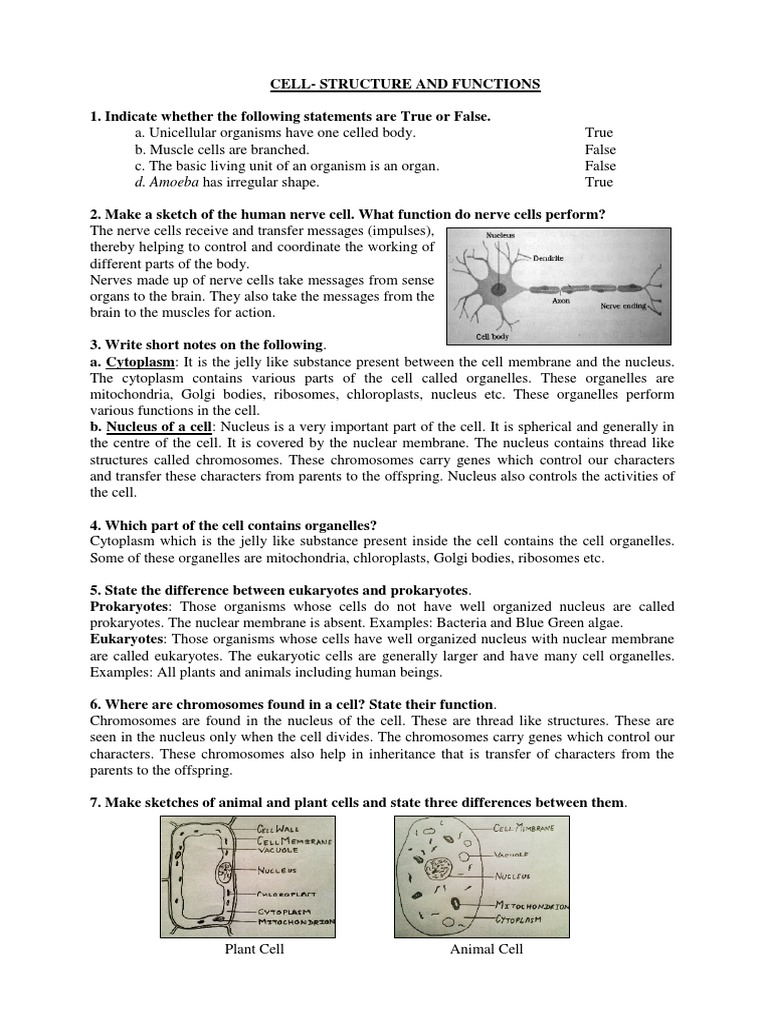 Cell - Structure and Functions | PDF | Eukaryotes | Cell (Biology)