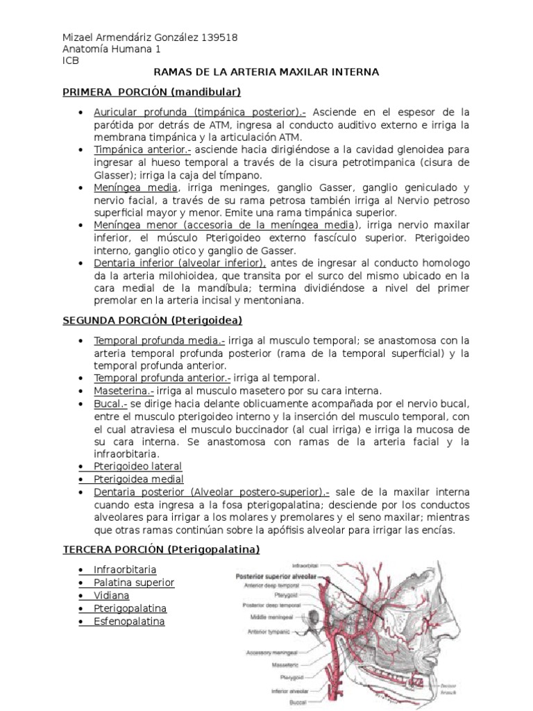 Ramas de la Arteria Maxilar Interna | PDF