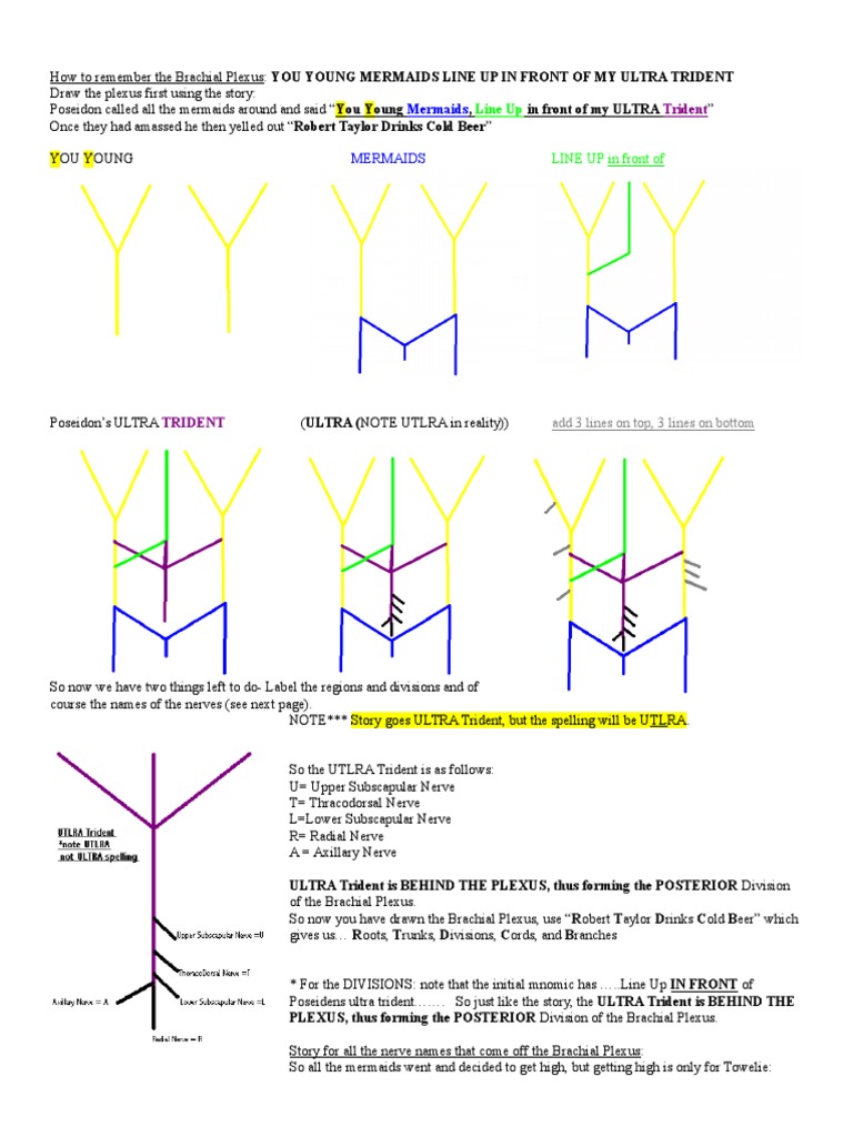 How to Remember the Brachial Plexus | Nervous System | Neuroanatomy
