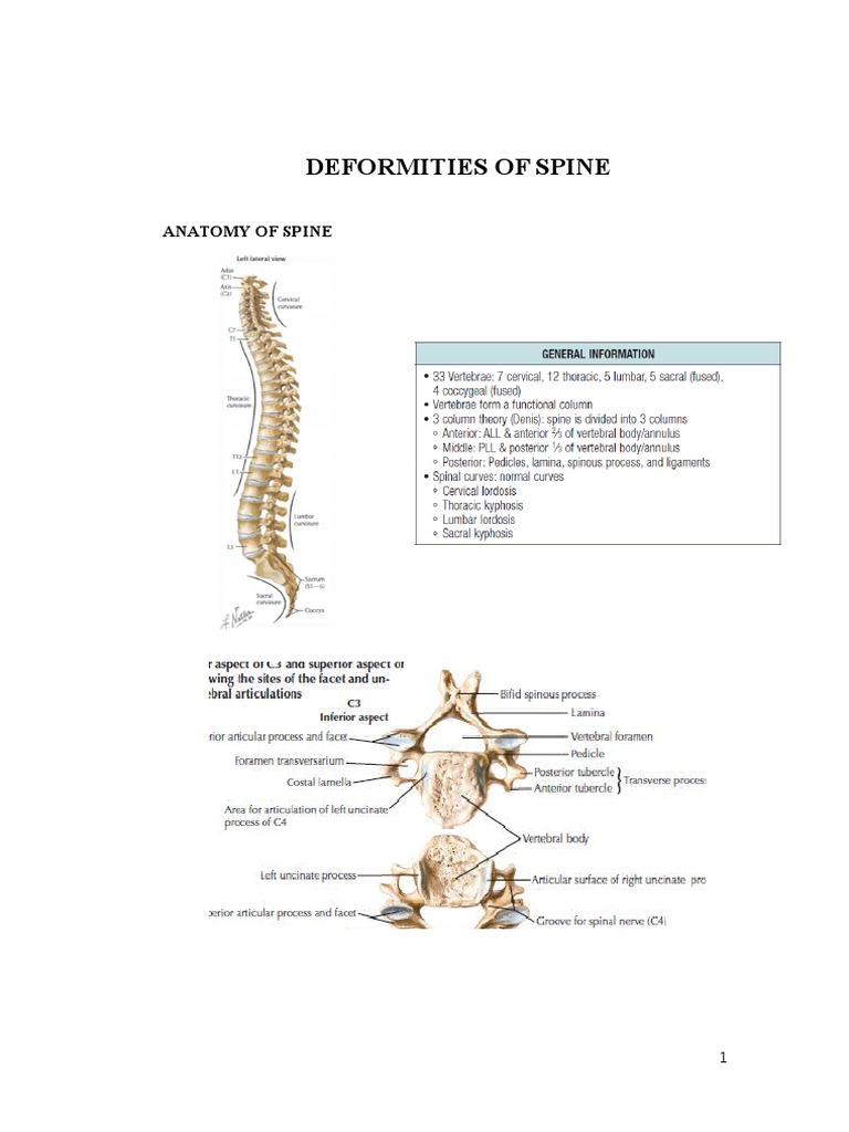 Spine Deformities | PDF | Scoliosis | Vertebral Column