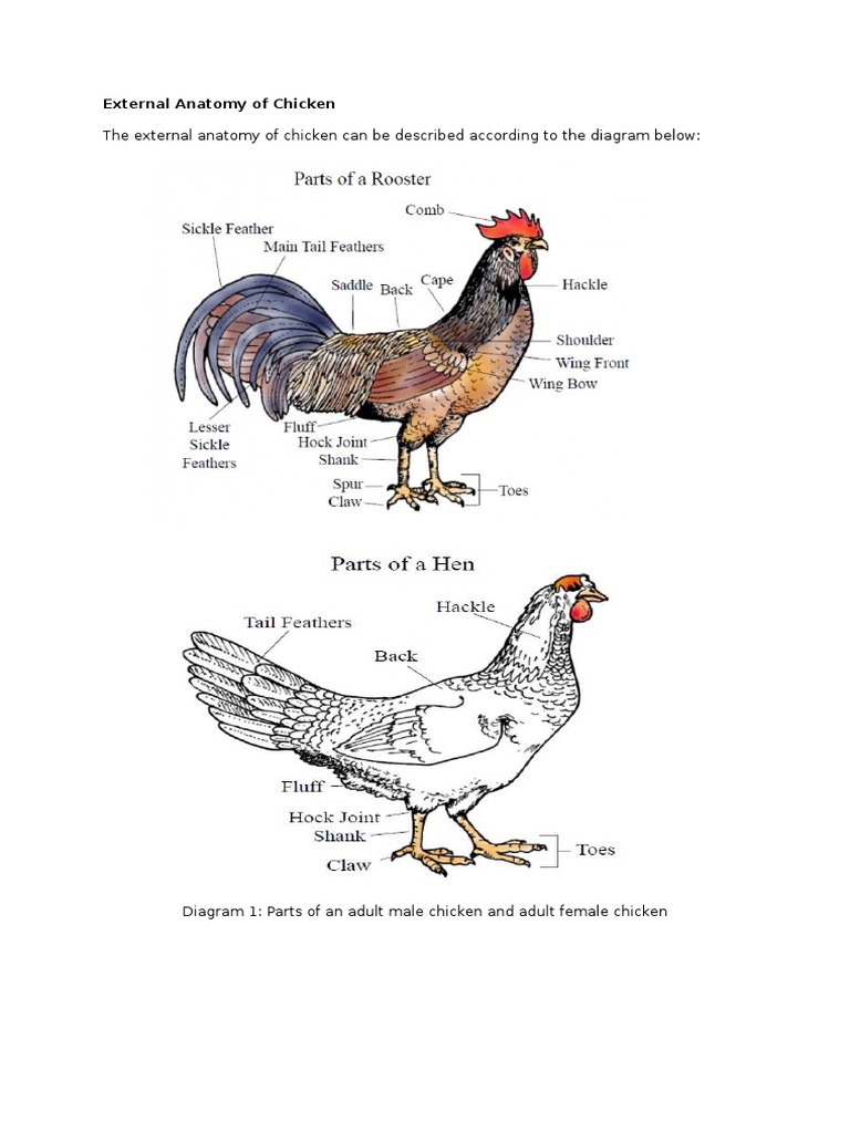 The External Anatomy of Chicken Can Be Described According To The ...