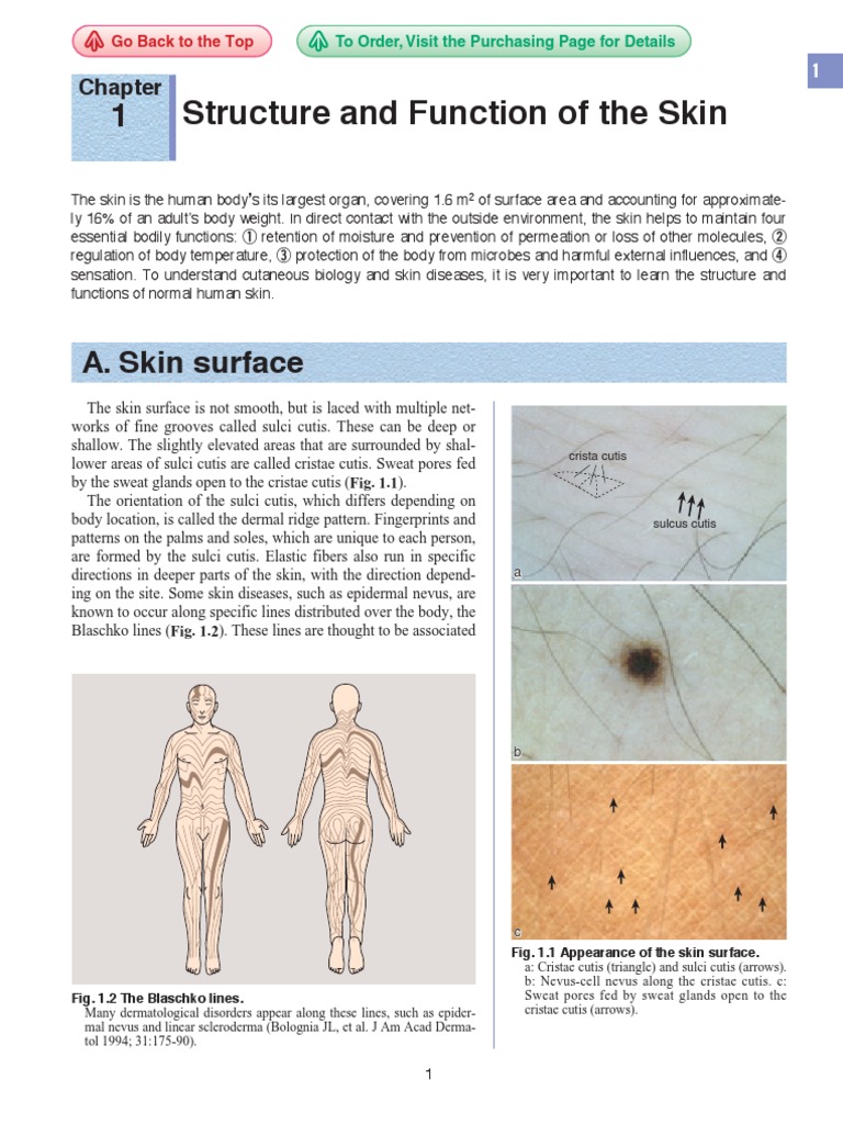 Structure and Function of the Skin | PDF | Skin | Epidermis