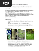 Raiz Axonomorfa | PDF | Raíz | Tallo de la planta
