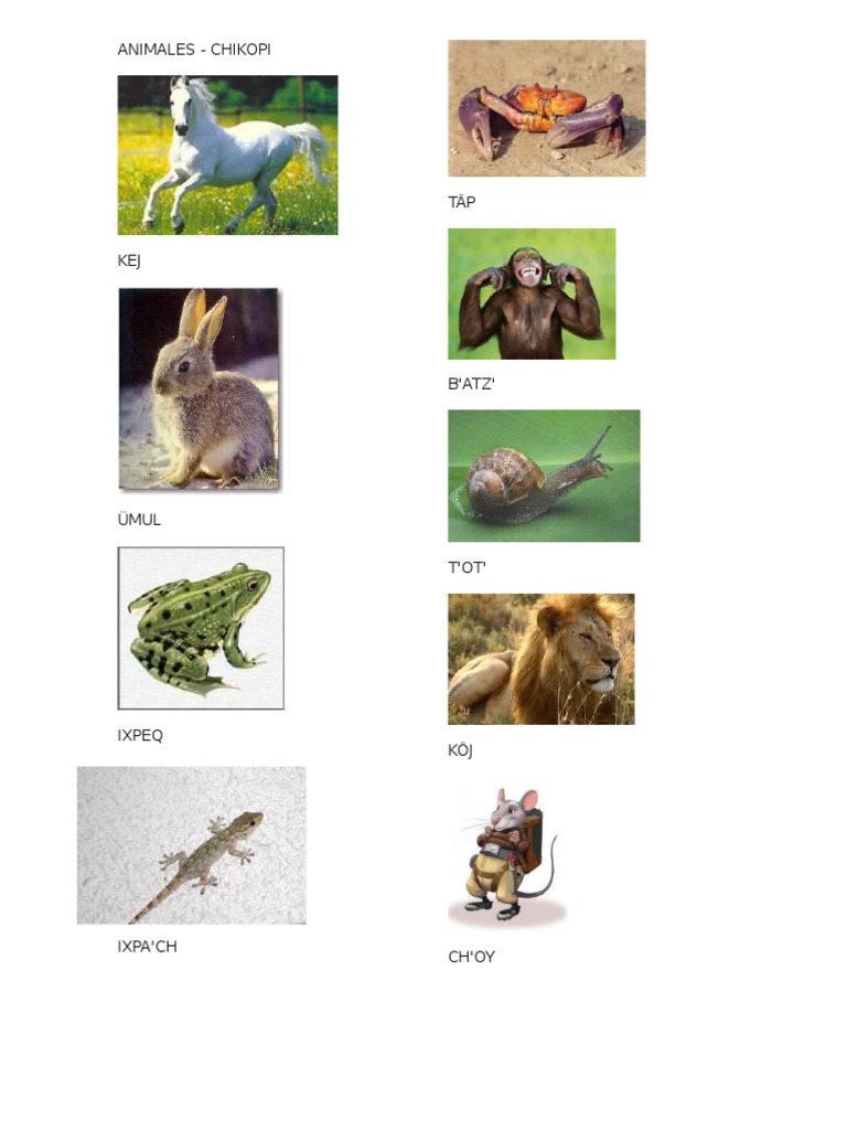 Animales En Kaqchikel Pdf