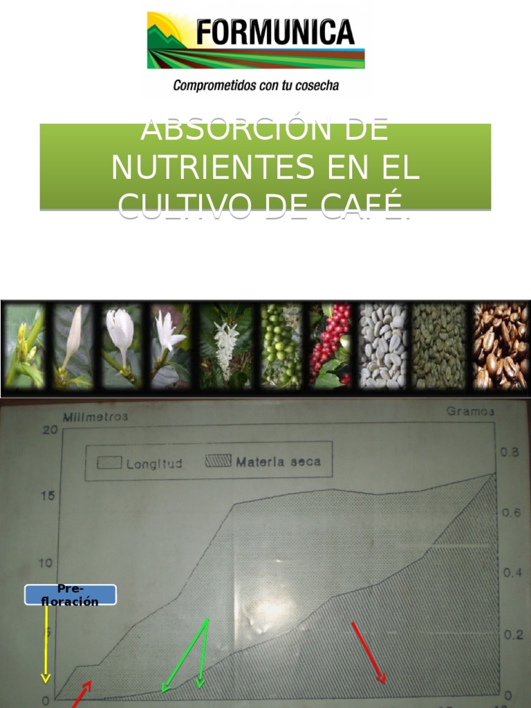 Absorción de Nutrientes en El Cultivo de Café | PDF
