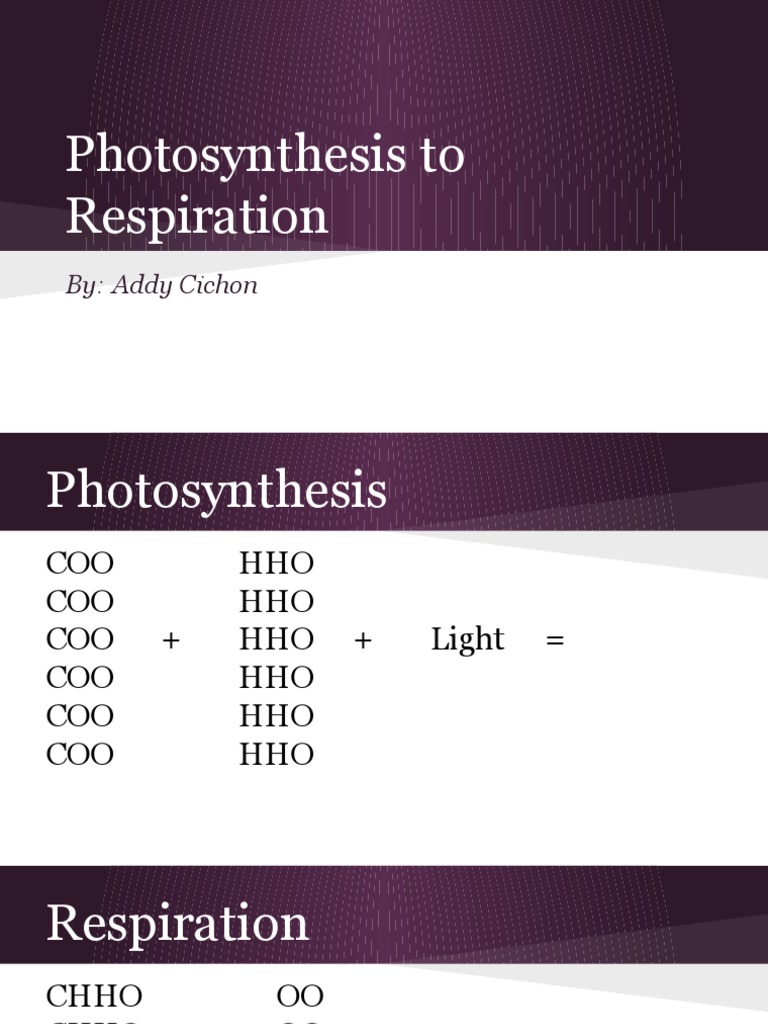 Photosynthesis and Respiration Cycle | PDF