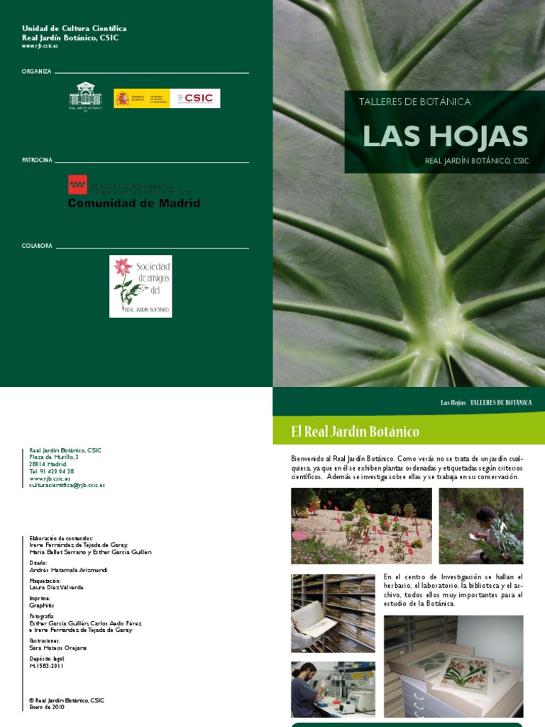 Identificación de plantas con hojas moradas | PDF | Hoja | Plantas