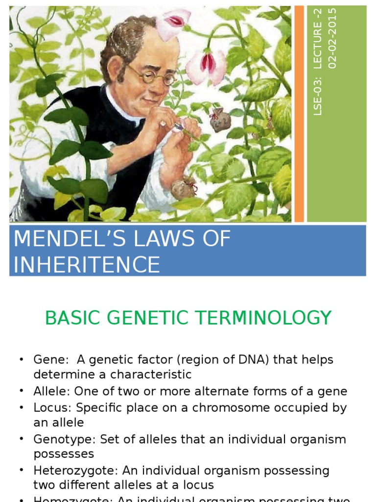 2-Mendel's Laws of Inheritence | PDF | Allele | Dominance (Genetics)