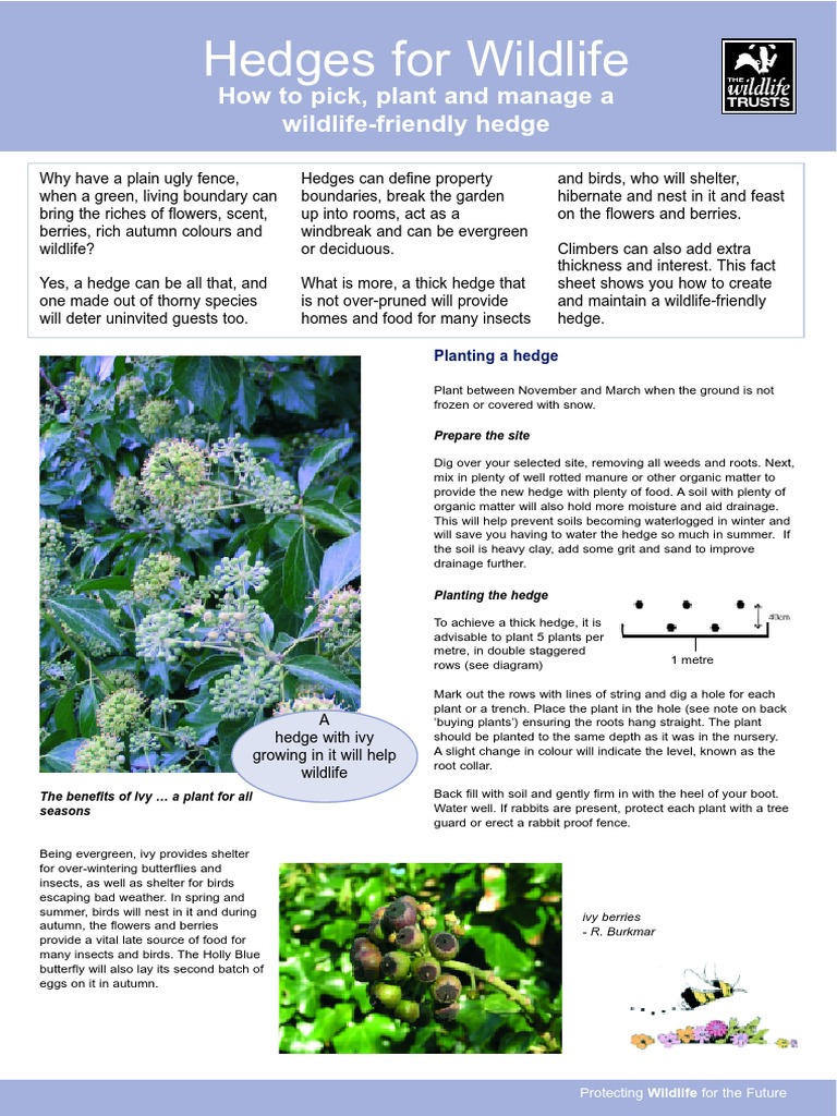 Hedges For Wildlife: How To Pick, Plant and Manage A Wildlife-Friendly ...