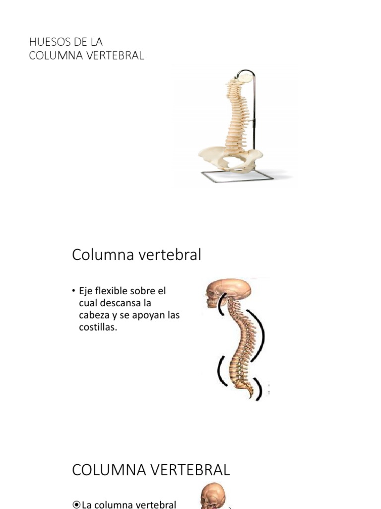 Estructura y Función de la Columna Vertebral | PDF | Vértebra | La ...