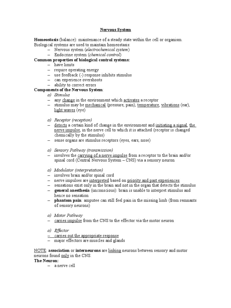 Nervous System Notes | PDF | Chemical Synapse | Action Potential