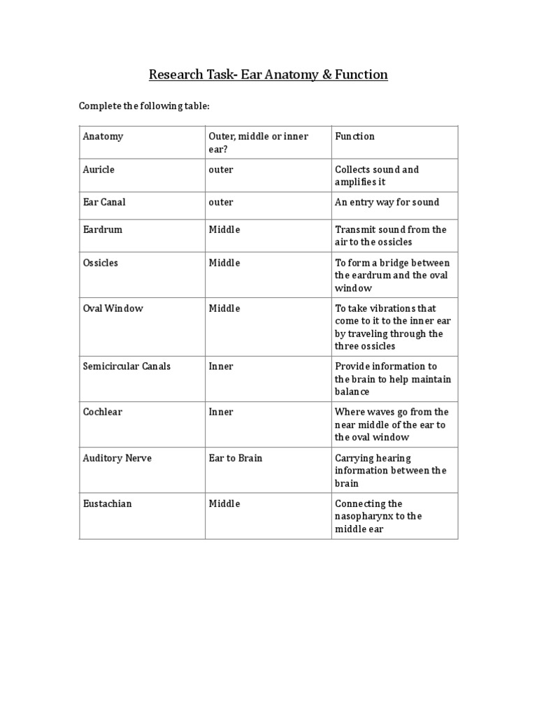 Ear Anatomy & Function | PDF