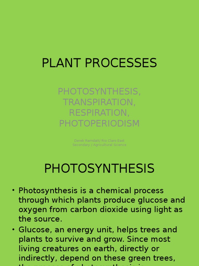 Plant Processes | PDF | Photosynthesis | Cellular Respiration