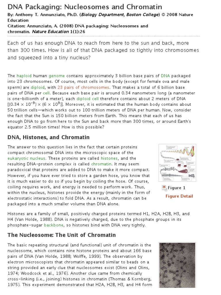 DNA Packaging Nucleosomes and Chromatin Annunziato 2014 | Download Free ...