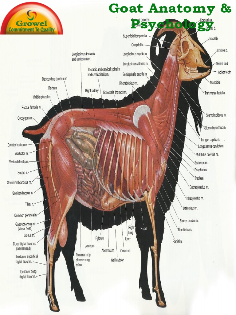 Goat Anatomy | PDF