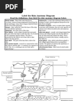 Skin Layers Labelling Guide | PDF