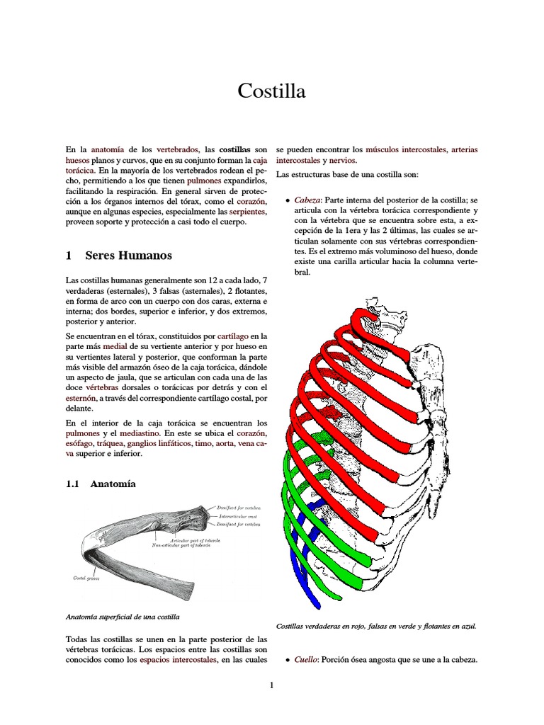 Costilla del cuerpo humano | Tórax | Anatomía de los primates