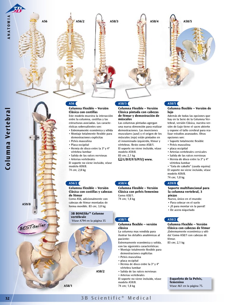 Modelos de Columnas | PDF | Vértebra | La columna vertebral