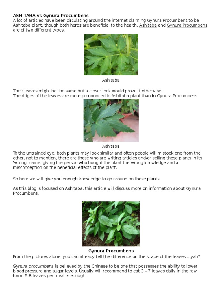 ASHITABA Vs Gynura Procumbens | PDF | Diabetes | Leaf