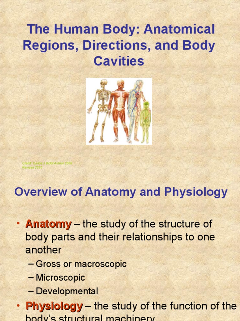 Anatomy Chapter 1 Anatomical Regions (Chapter 1) | PDF | Anatomical ...