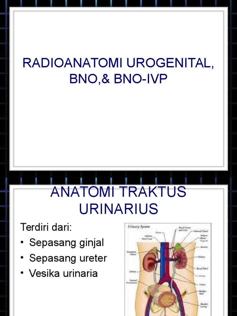Radioanatomi Gu Bno Ivp | PDF