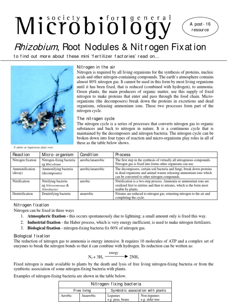 Rhizobium Root Nodules & Nitrogen Fixation | Earth & Life Sciences ...