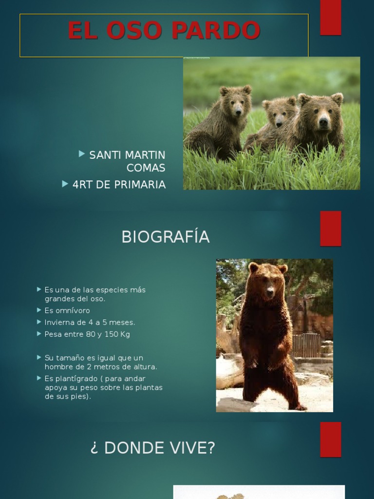 El Oso Pardo | PDF | Osos | Caniformes