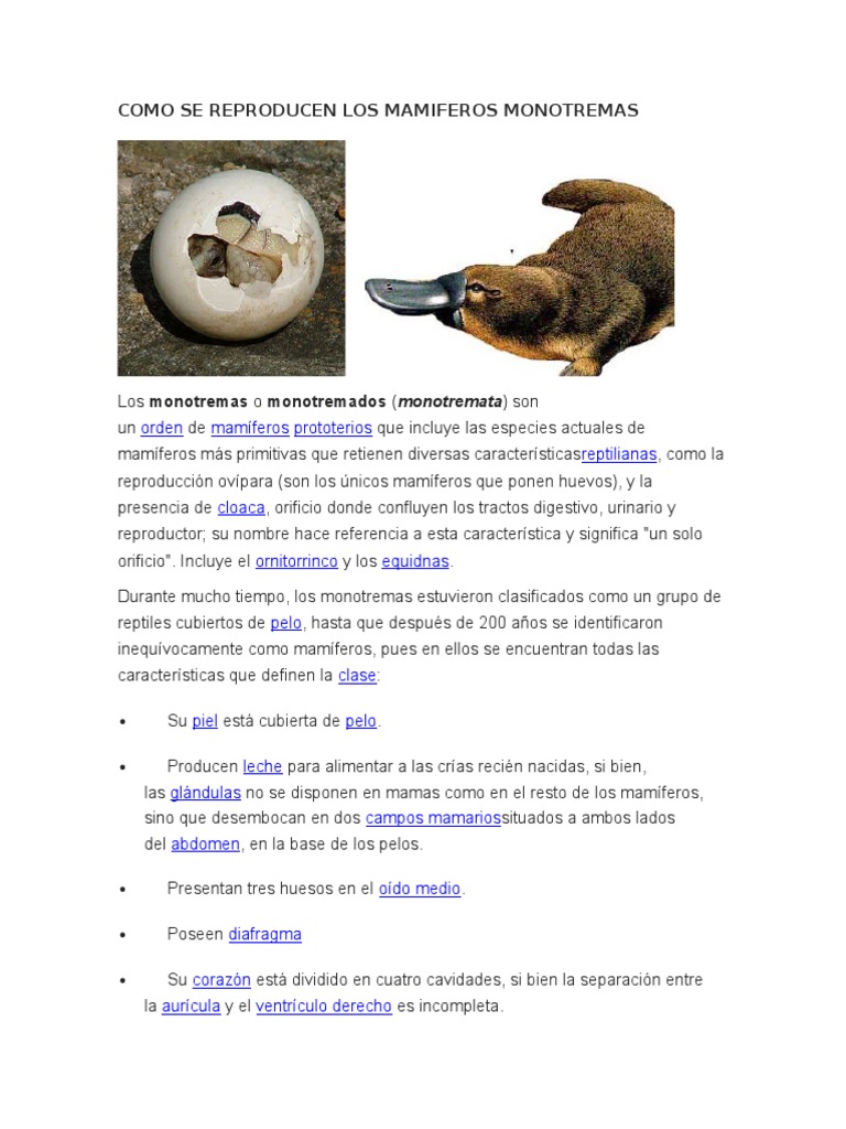 Como Se Reproducen Los Mamiferos Monotremas | Marsupiales | Mamíferos
