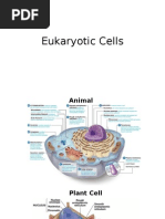 snc2d Test Review | PDF | Cell (Biology) | Cancer