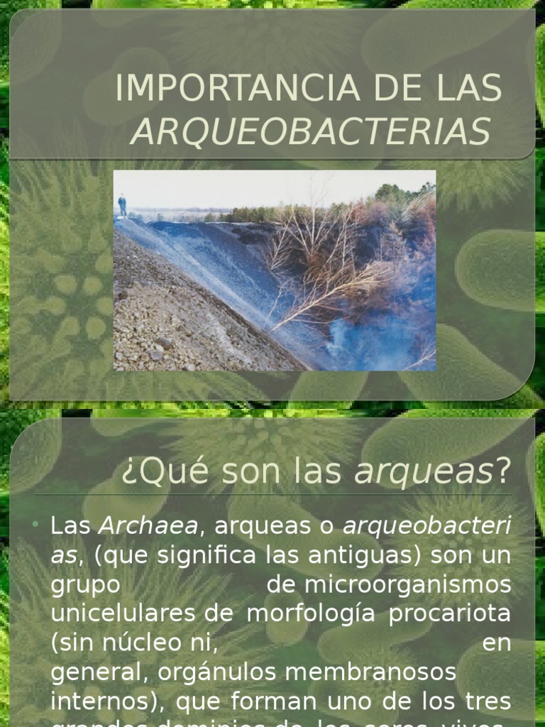 IMPORTANCIA-DE-LAS-ARQUEOBACTERIAS.pptx | Archaea (Arqueas) | Bacterias