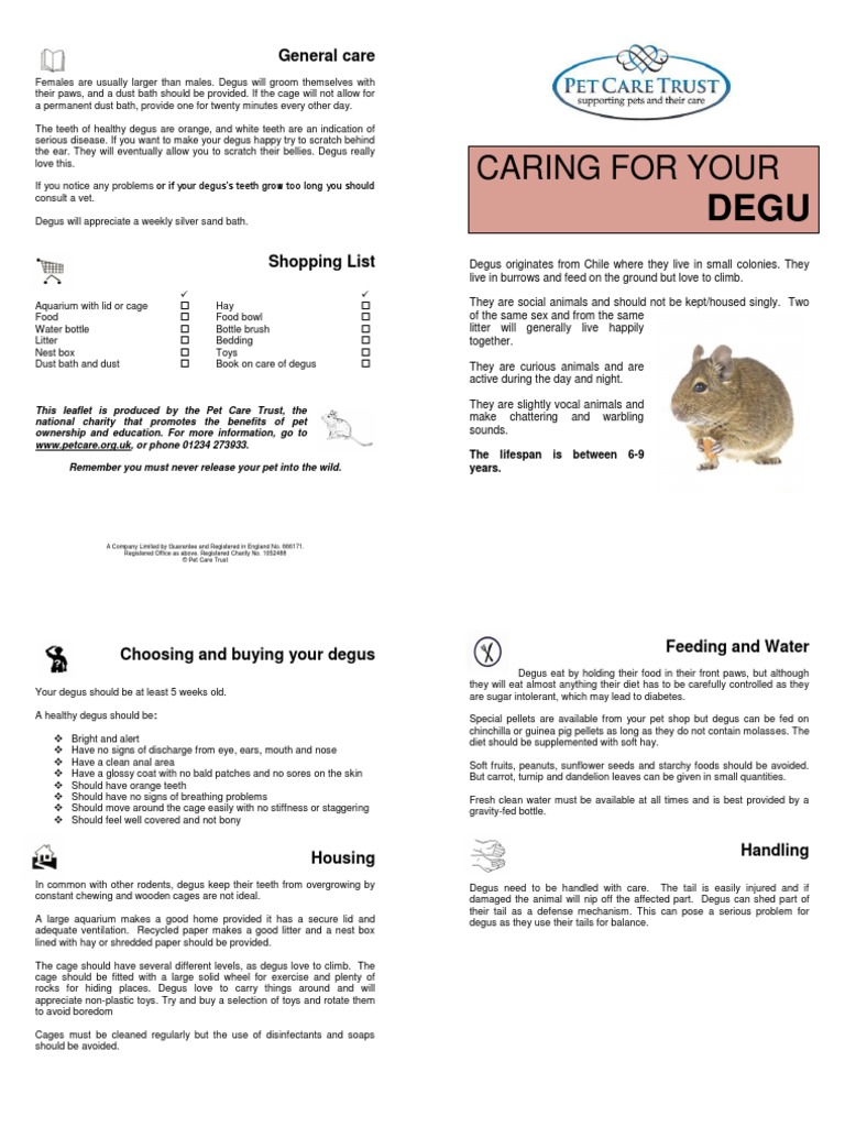 Caring For Your Degu | PDF