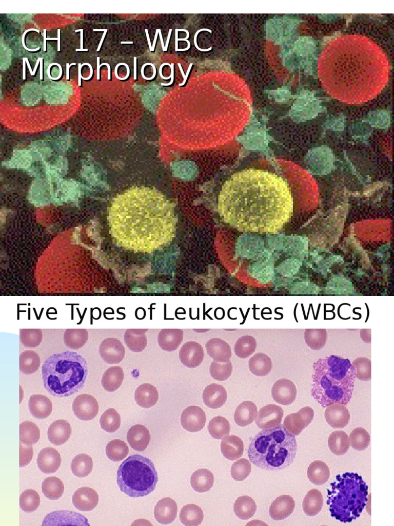 WBC Morphology | PDF