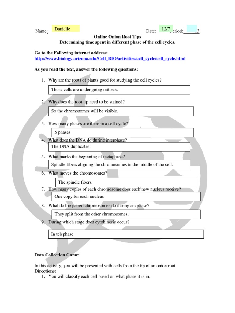 Onion Root Tip Mitosis Activity Guide | PDF | Mitosis | Cell Cycle