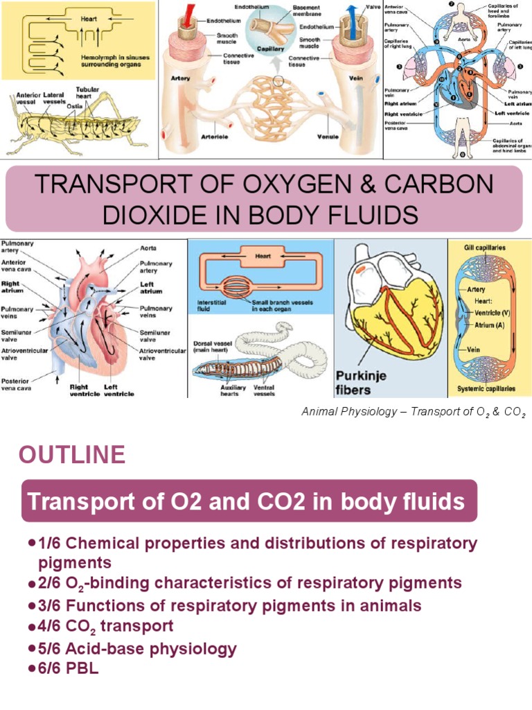 12 TRANSPORT OF O2 & CO2.pptx | Circulatory System | Artery