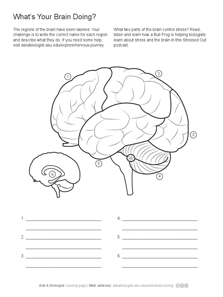 Brain Regions Worksheet | PDF