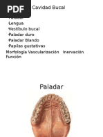 Atlas de Anatomía de la Cavidad Bucal | PDF | Boca | Anatomía