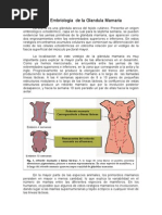 Anatomía de la Mama Femenina | PDF | Pecho | Sistema linfático