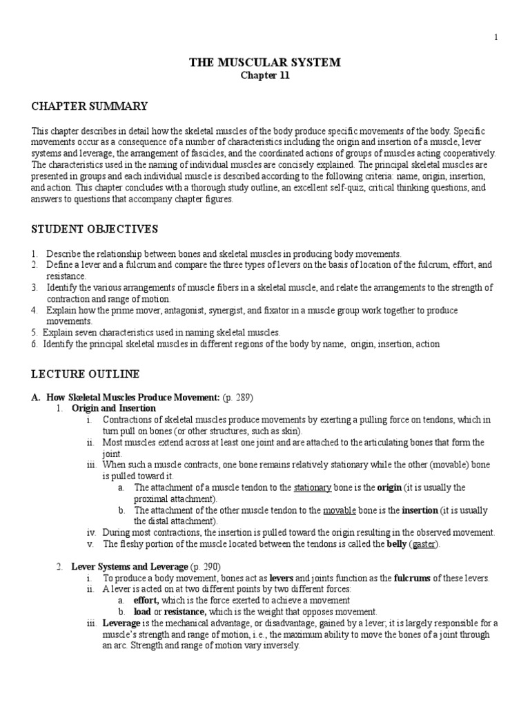Muscular System | PDF | Skeletal Muscle | Lever