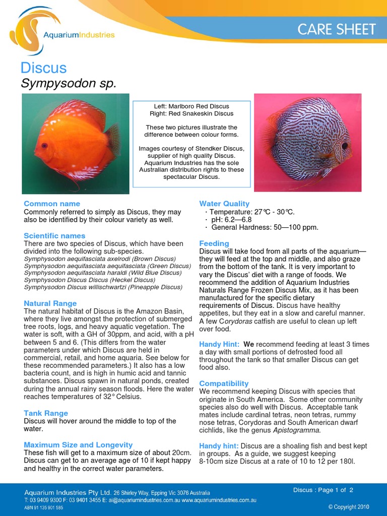 Discus Care Sheet | PDF | Aquarium | Fishkeeping
