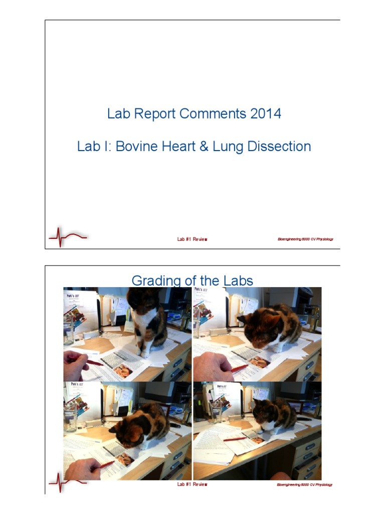Lab Report Comments 2014 Lab I: Bovine Heart & Lung Dissection | PDF ...