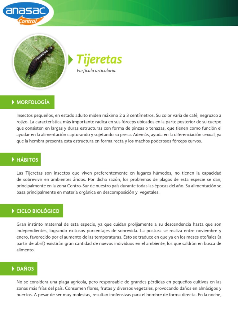 Tijeretas Plaga | PDF | Plaga (organismo) | Insectos