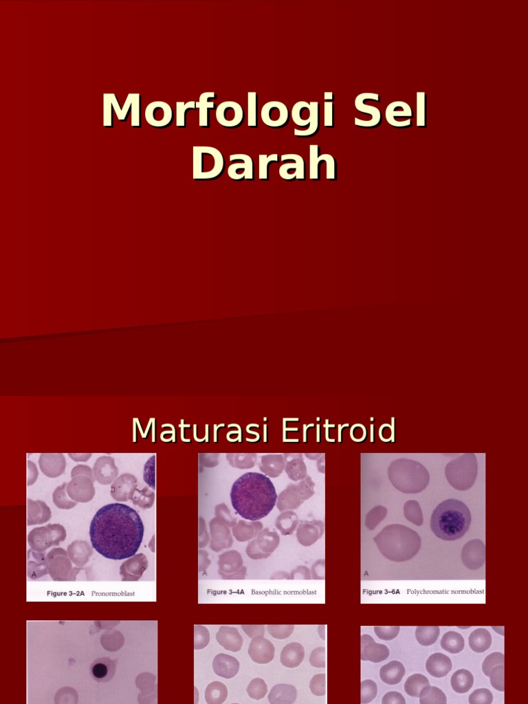 Morfologi Sel Darah | PDF