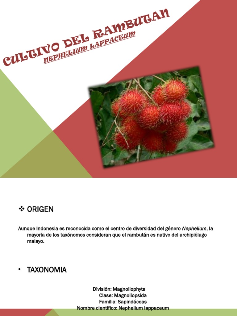 Cultivo Del Rambutan Expocicion | PDF | Arboles | Hoja
