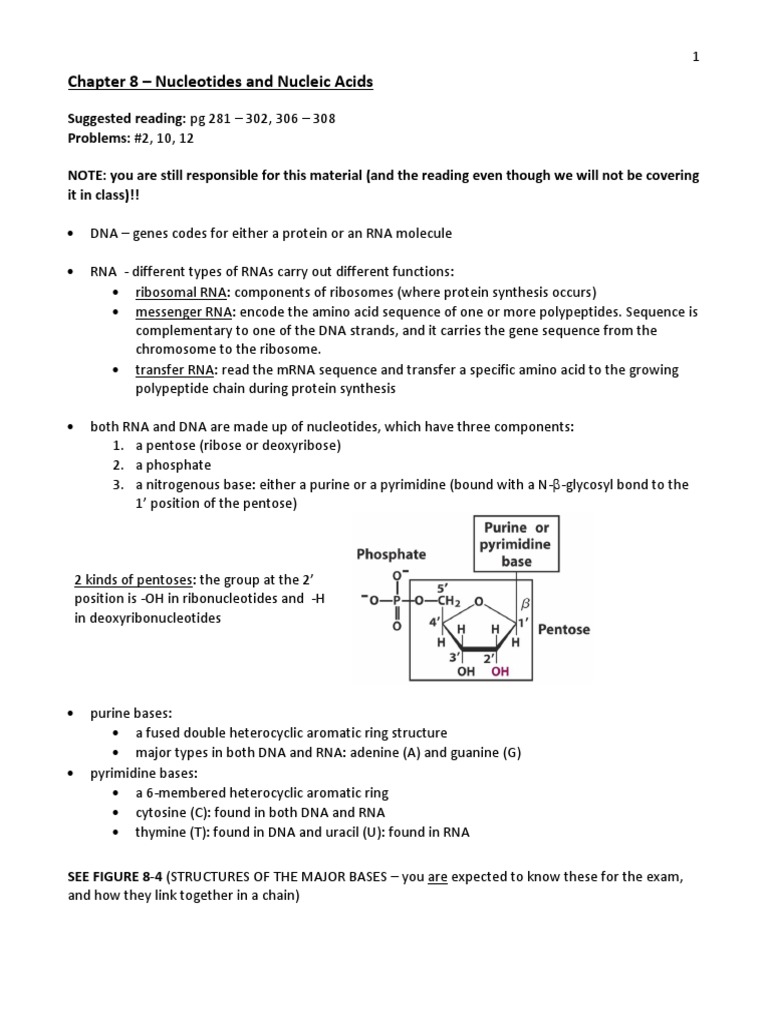 Chapter 8 - Nucleotides and Nucleic Acids - Notes For Students | PDF ...