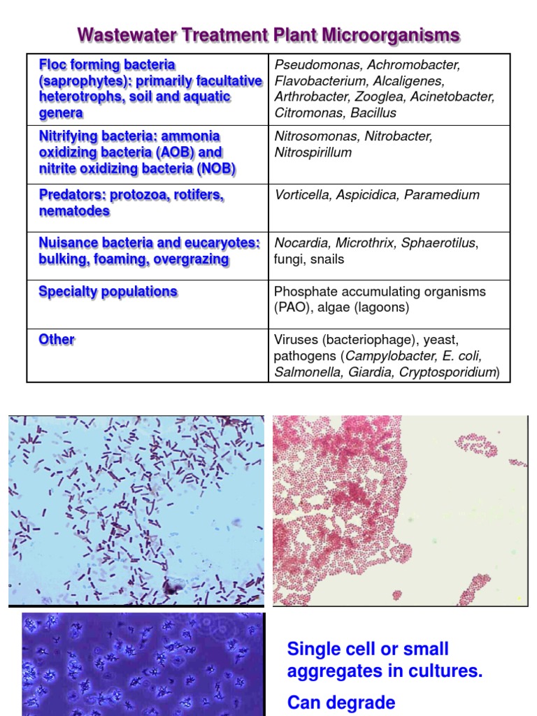 Microorganisms Critical for Effective Wastewater Treatment: A Breakdown ...