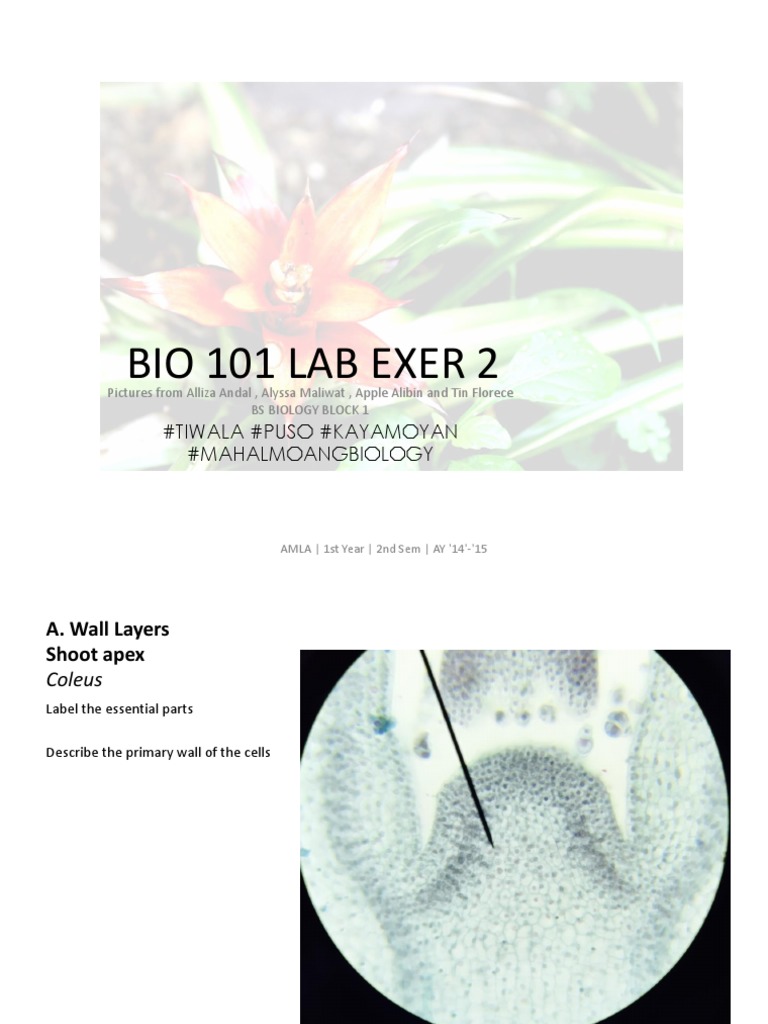 BIO 101 Lab Manual: Cell Walls and Pits | PDF | Branches Of Botany ...