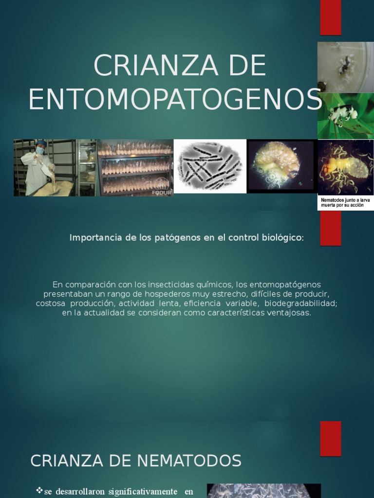 Crianza de Entomopatogenos | PDF | Nematodo | Larva
