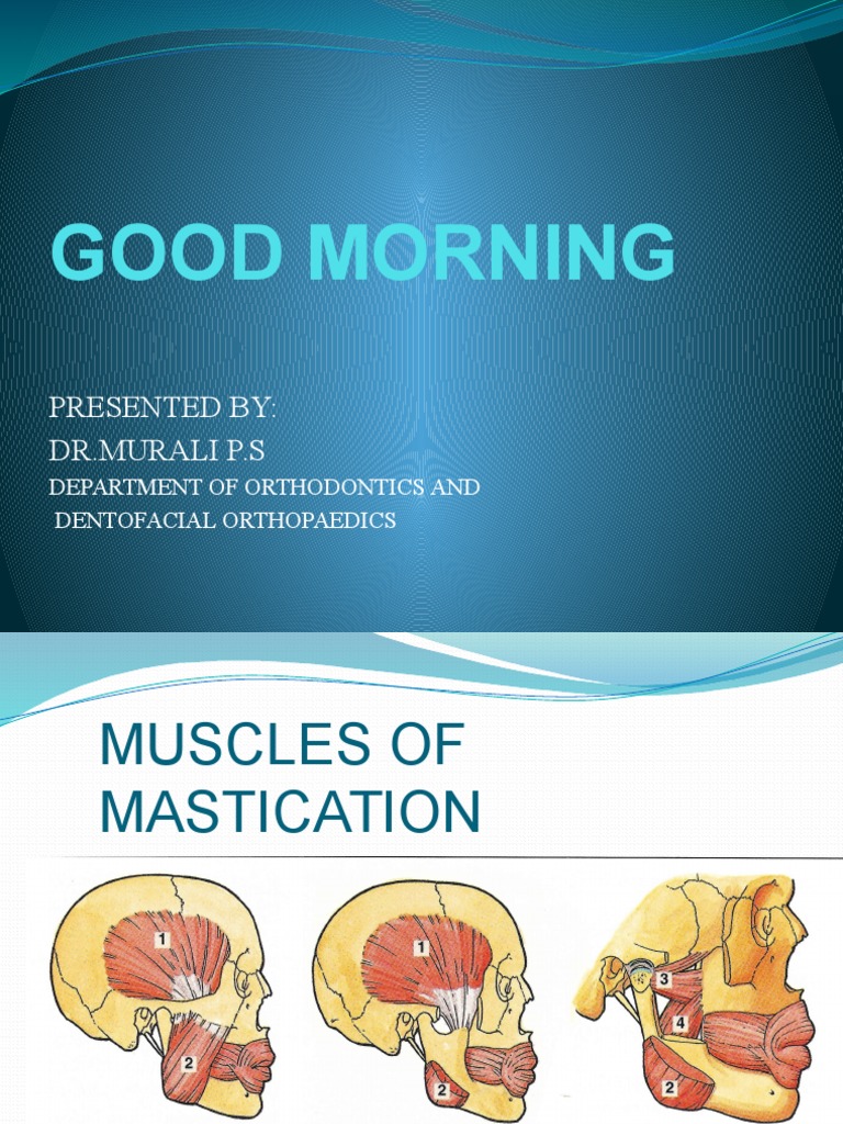 Muscles of Mastication | PDF | Primate Anatomy | Musculoskeletal System